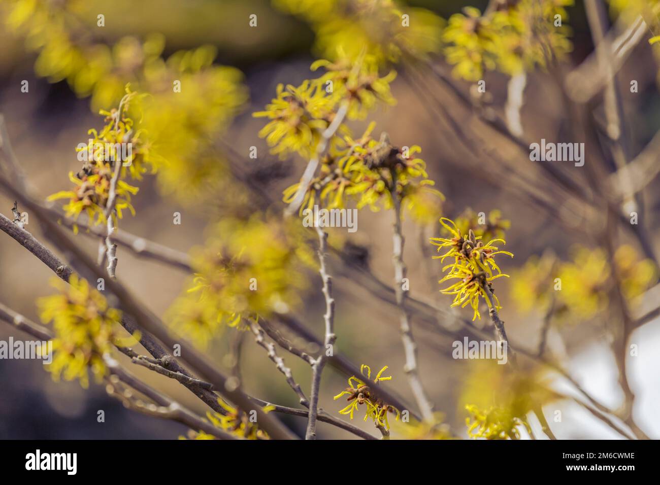 Yellow witch hazel blossom Stock Photo - Alamy