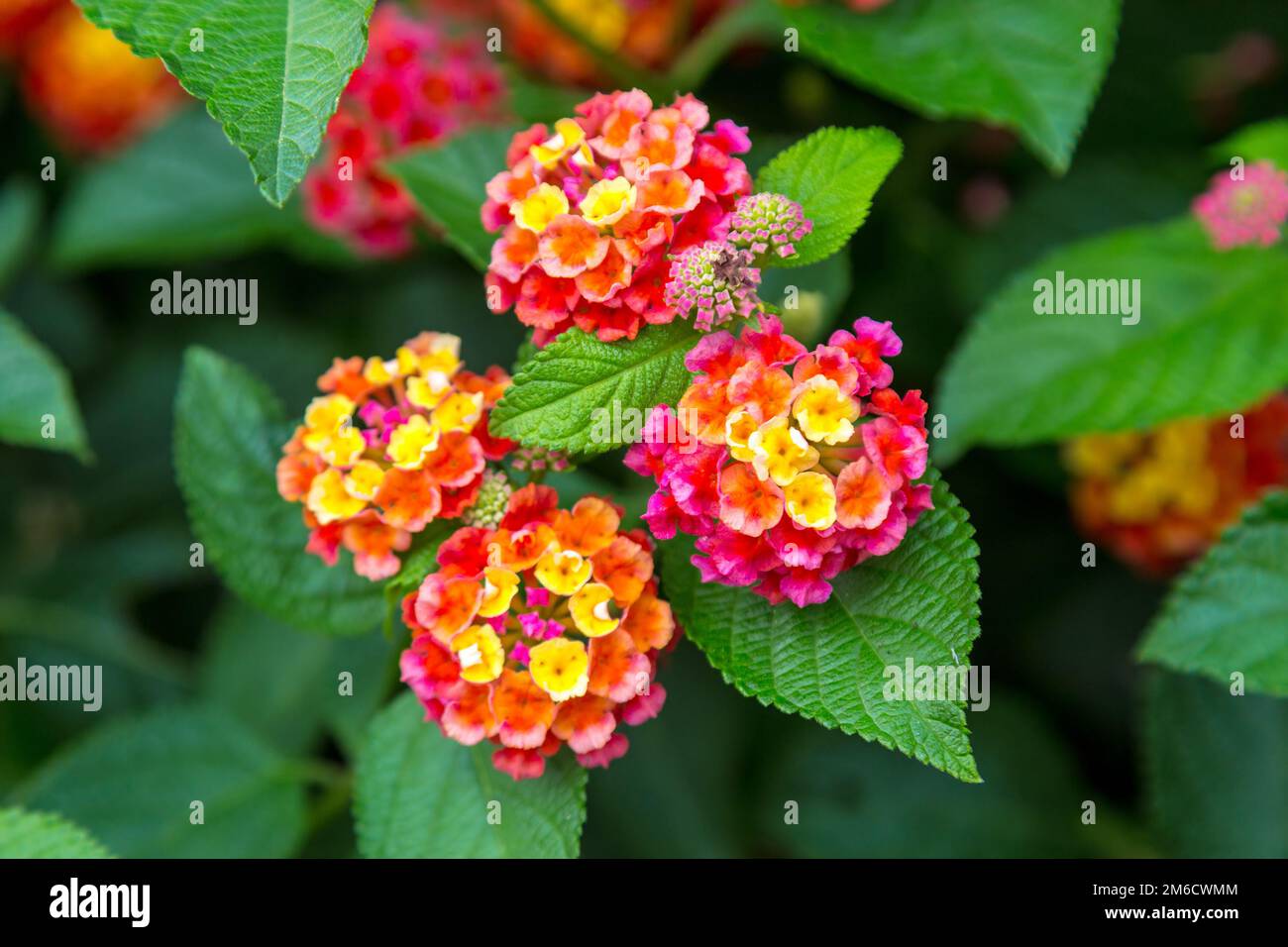 Orange lantana camara fleur orange hi-res stock photography and images ...