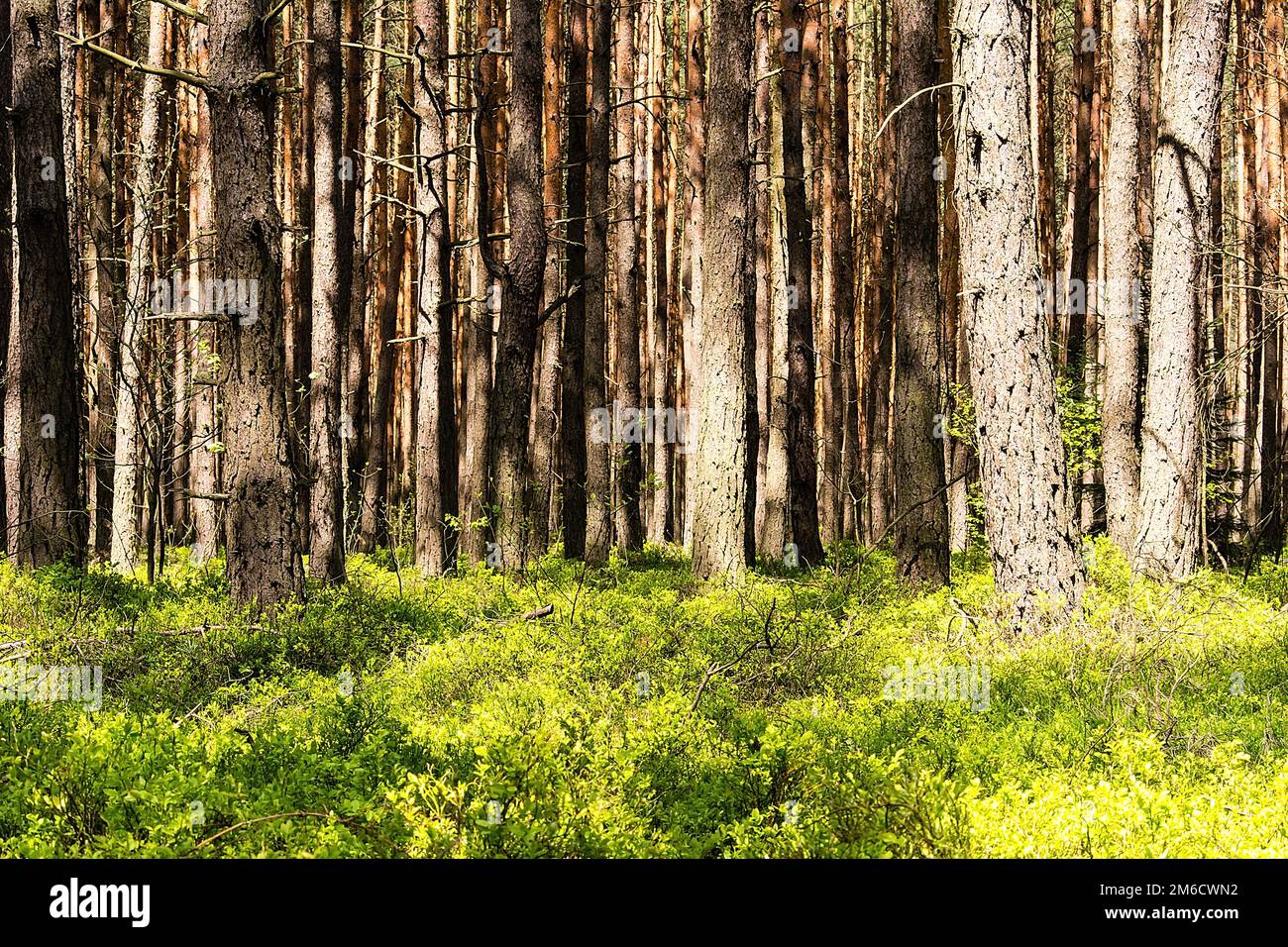 Pine day hi-res stock photography and images - Alamy