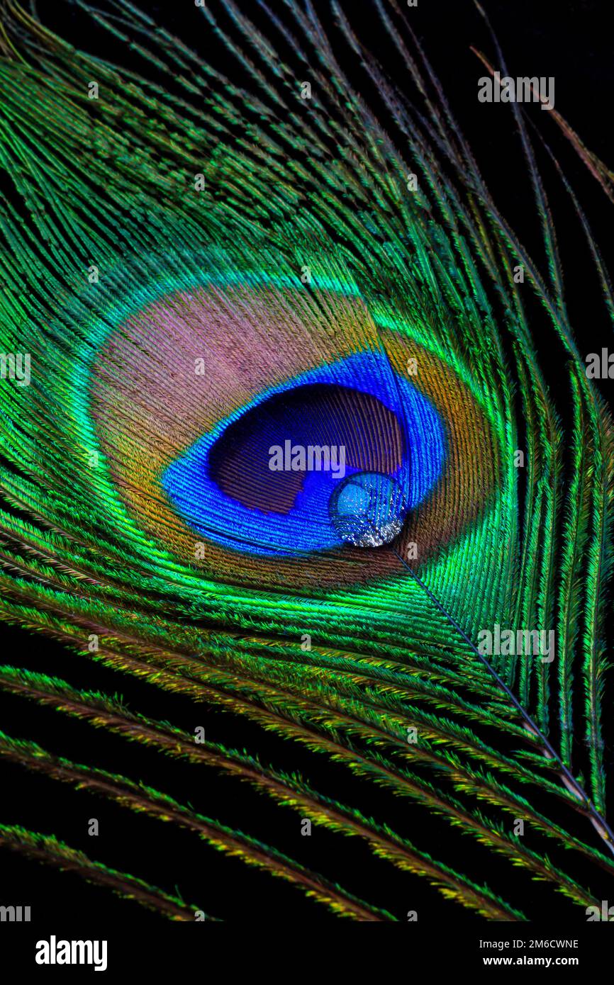 Dew Drop On Peacock Feather Still Life Stock Photo - Alamy