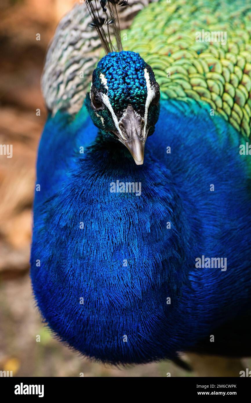 Portrait of peacock hi-res stock photography and images - Alamy
