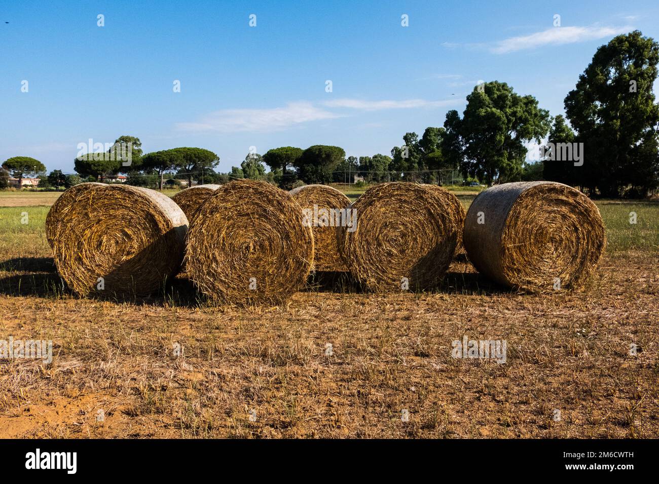 Straw bales drying on a sunny day with trees on the landscape Stock ...