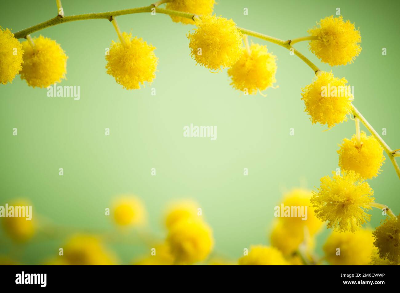 Mimosa close hi-res stock photography and images - Alamy