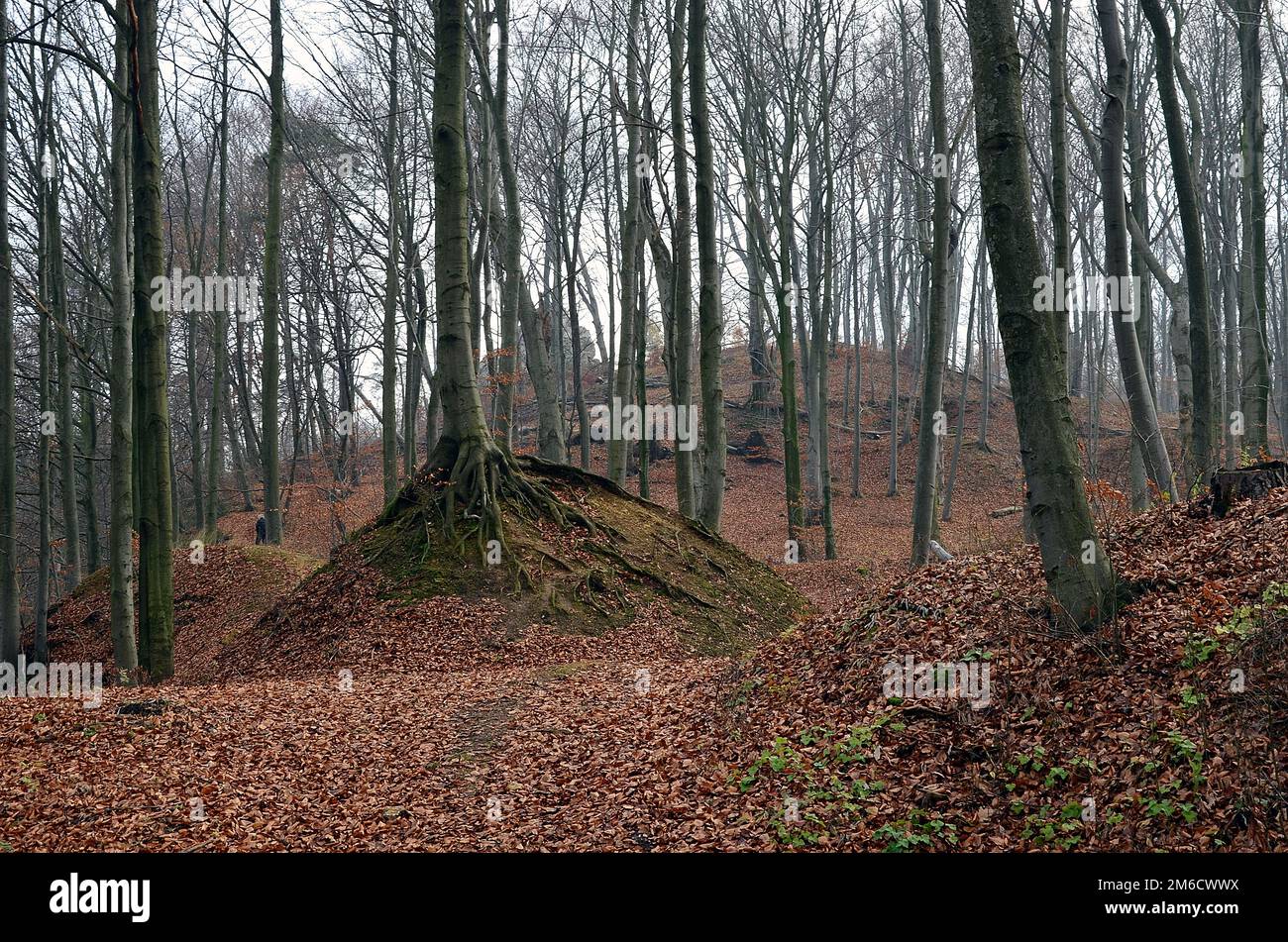 Autumn light beech trees hi-res stock photography and images - Alamy