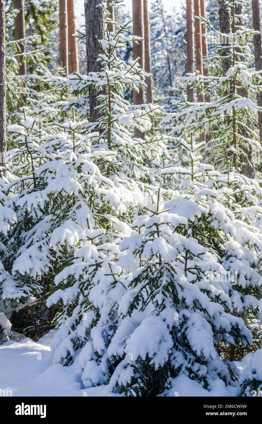 Forest after blizzard hi-res stock photography and images - Alamy