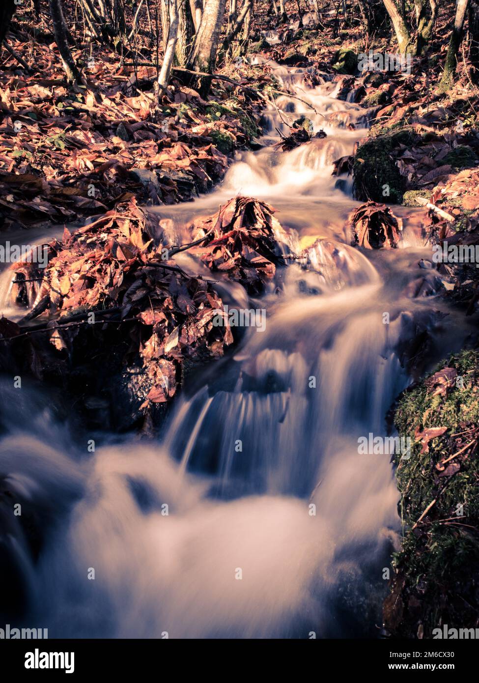 Little creek runs among trees Stock Photo - Alamy