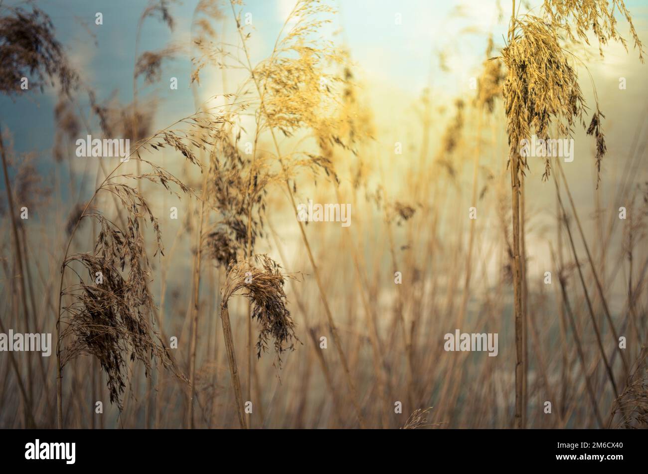 Sunny dream hi-res stock photography and images - Alamy
