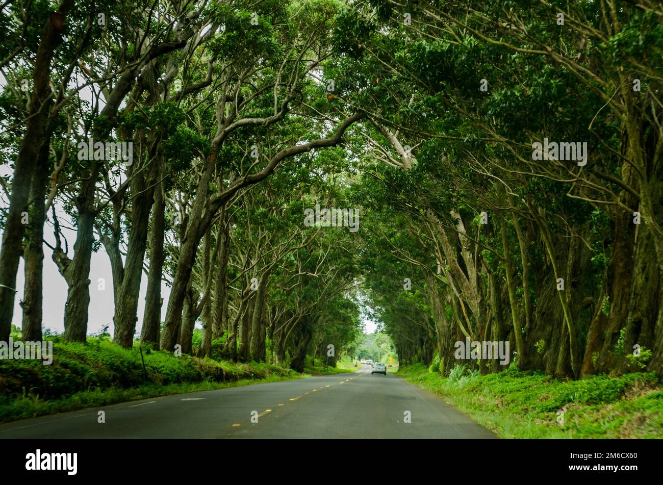 Tree gate hi-res stock photography and images - Alamy