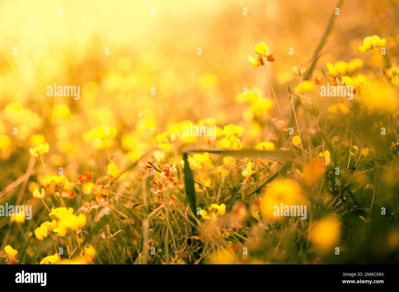 Yellow spring flowers with tinny little red spots Stock Photo - Alamy