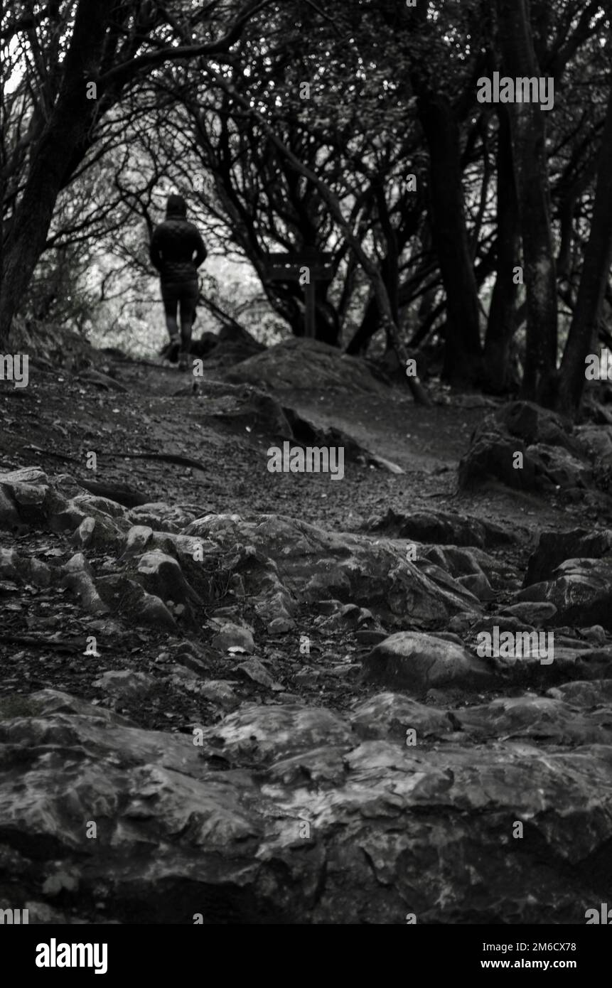 Trees hole hi-res stock photography and images - Alamy