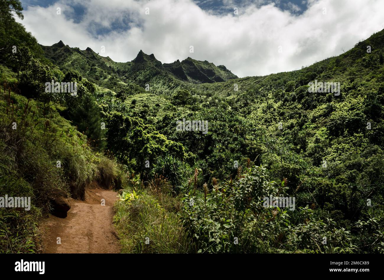 Deep rainforest in Kalalau trail Stock Photo - Alamy