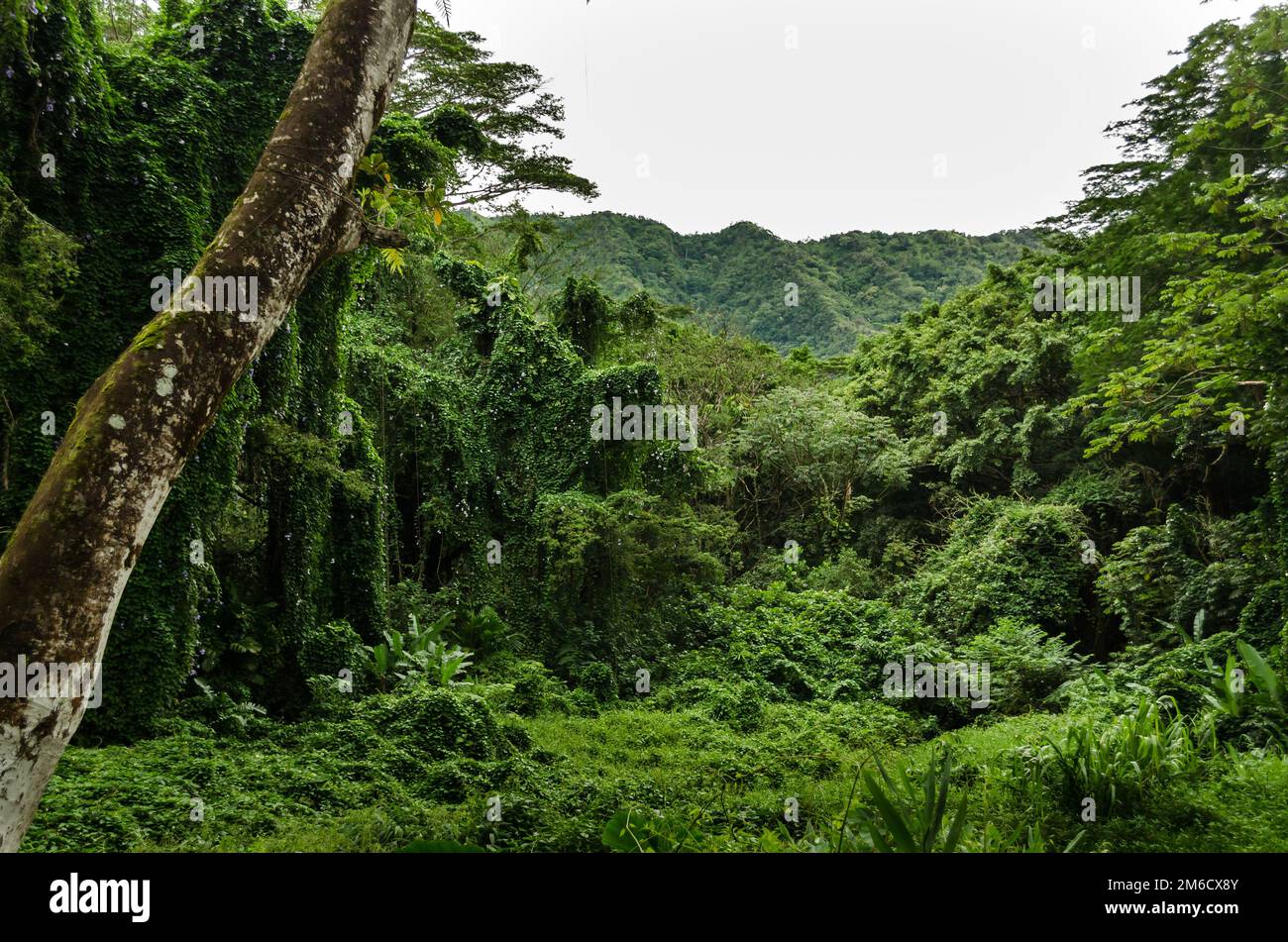 Low hill among trees in Hawaii, US Stock Photo - Alamy