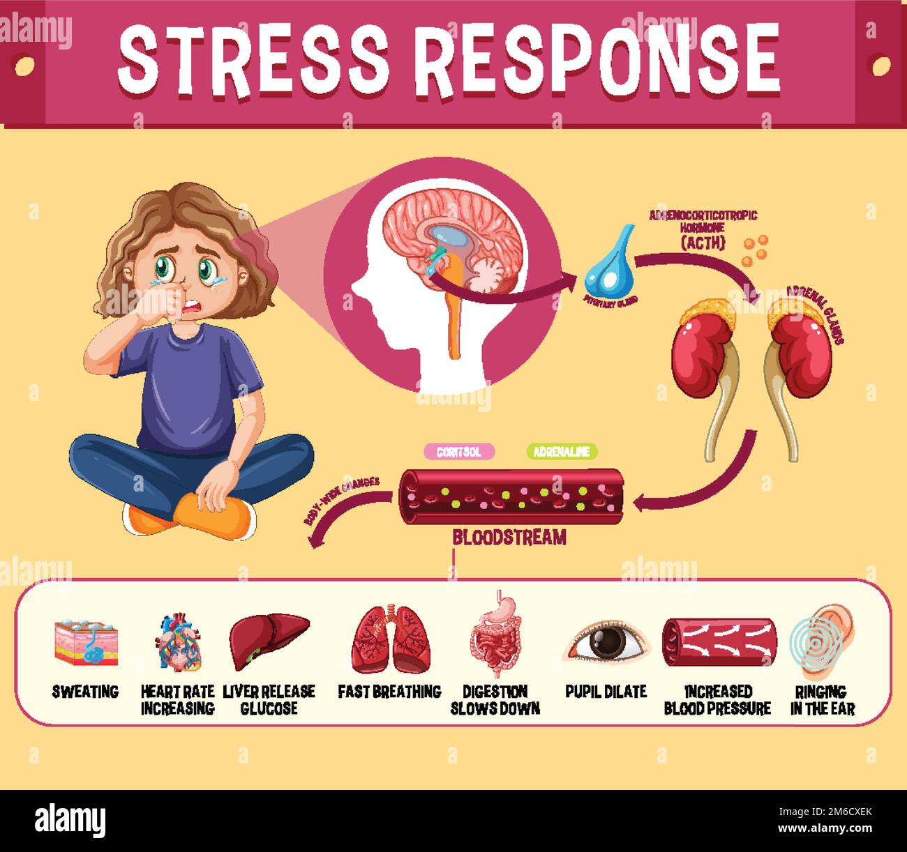 Stress response system scheme illustration Stock Vector Image & Art - Alamy