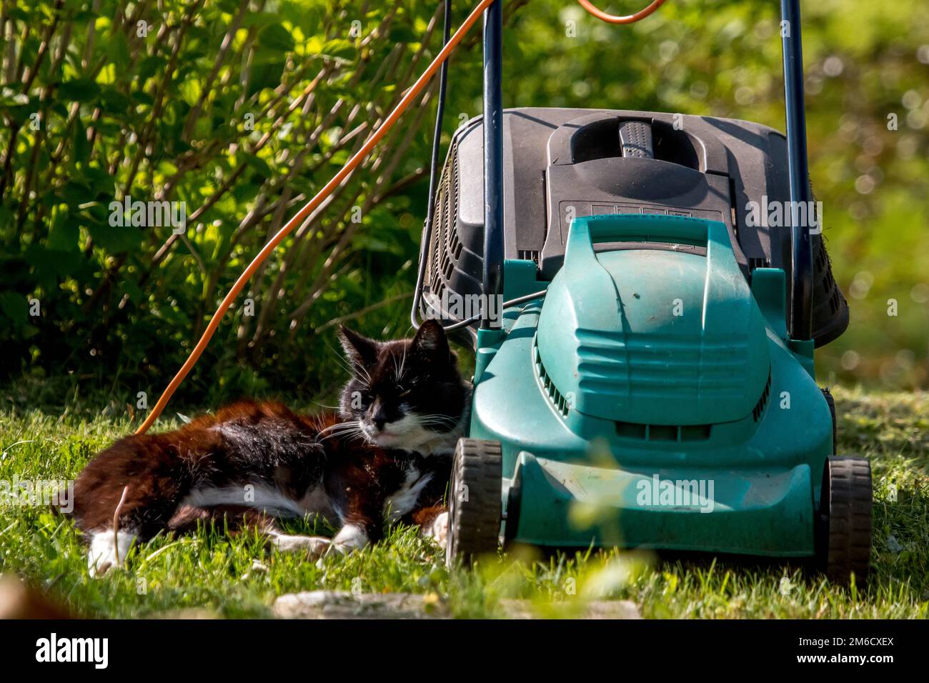 Cat sleeping at the lawnmower Stock Photo - Alamy