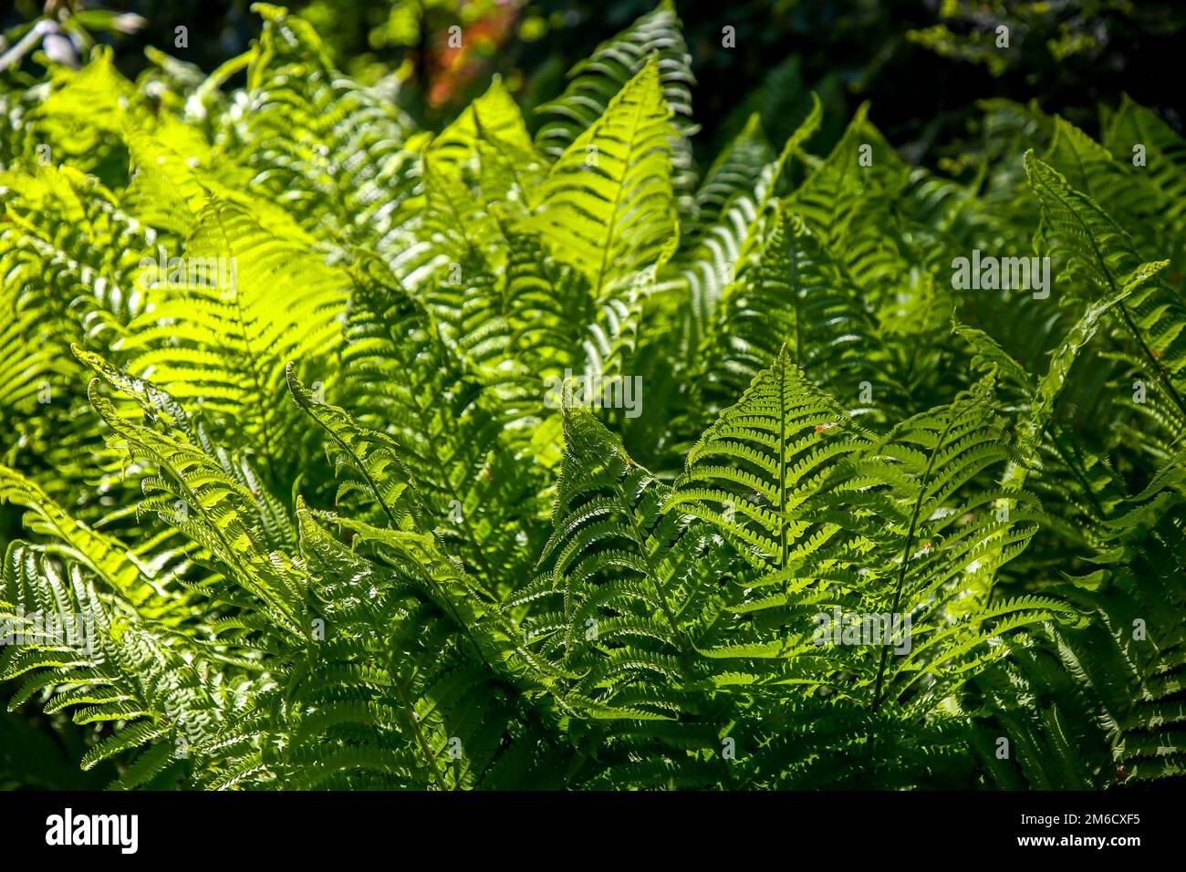 Green leaves fern hi-res stock photography and images - Alamy
