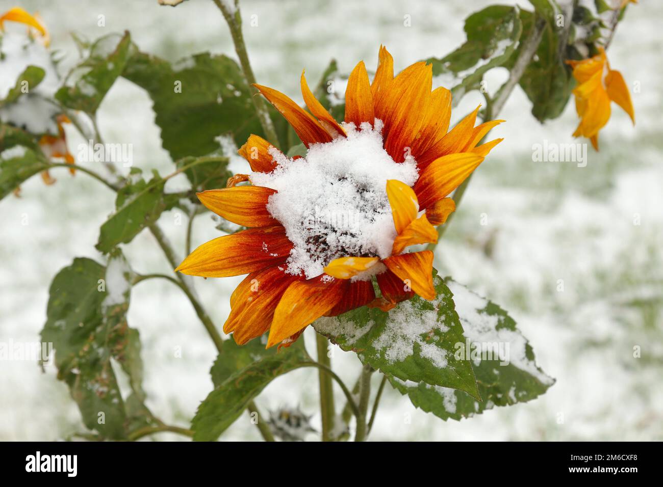 Ice sunflower hi-res stock photography and images - Alamy