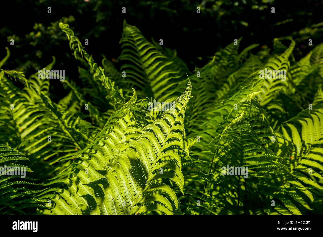 Green fresh fern leaves hi-res stock photography and images - Alamy