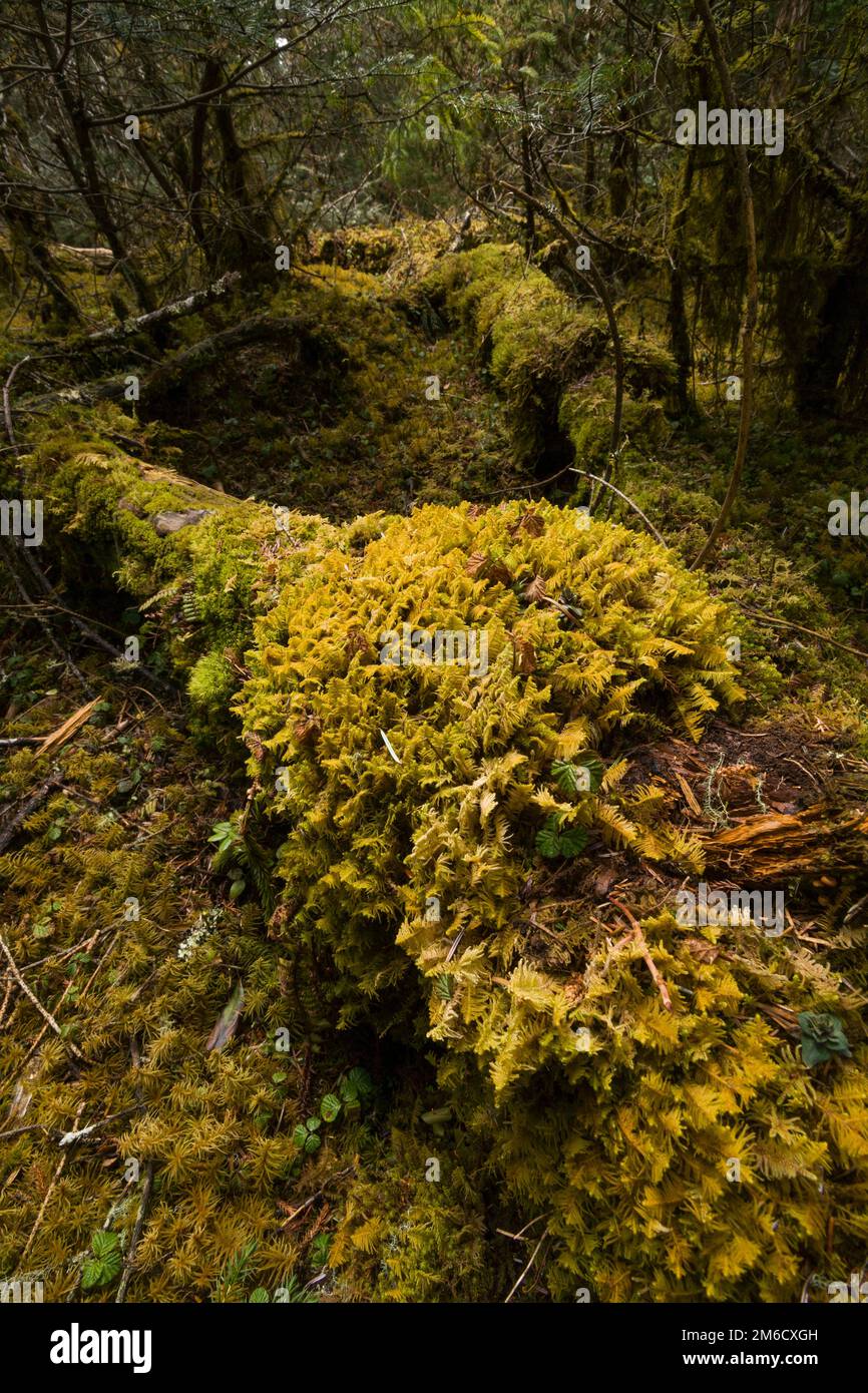 Himalaya forest hi-res stock photography and images - Alamy