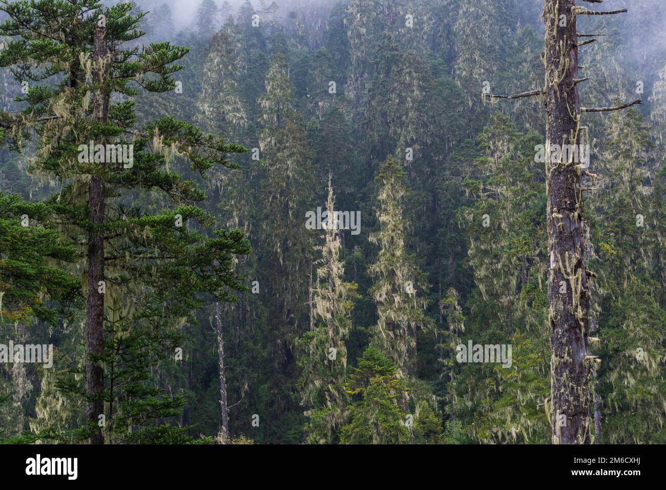 Cloud pine hi-res stock photography and images - Alamy