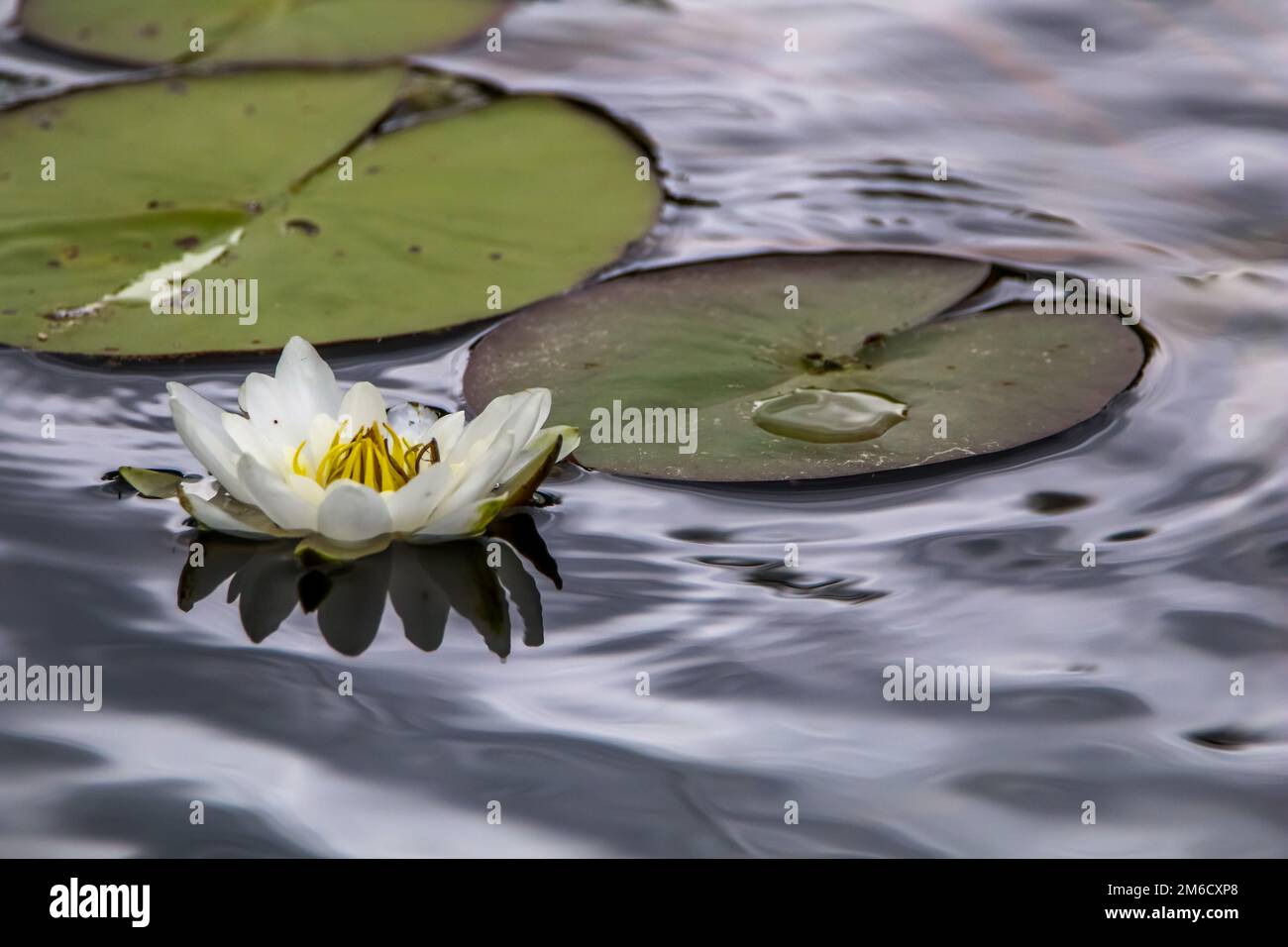 White water lily in water Stock Photo - Alamy