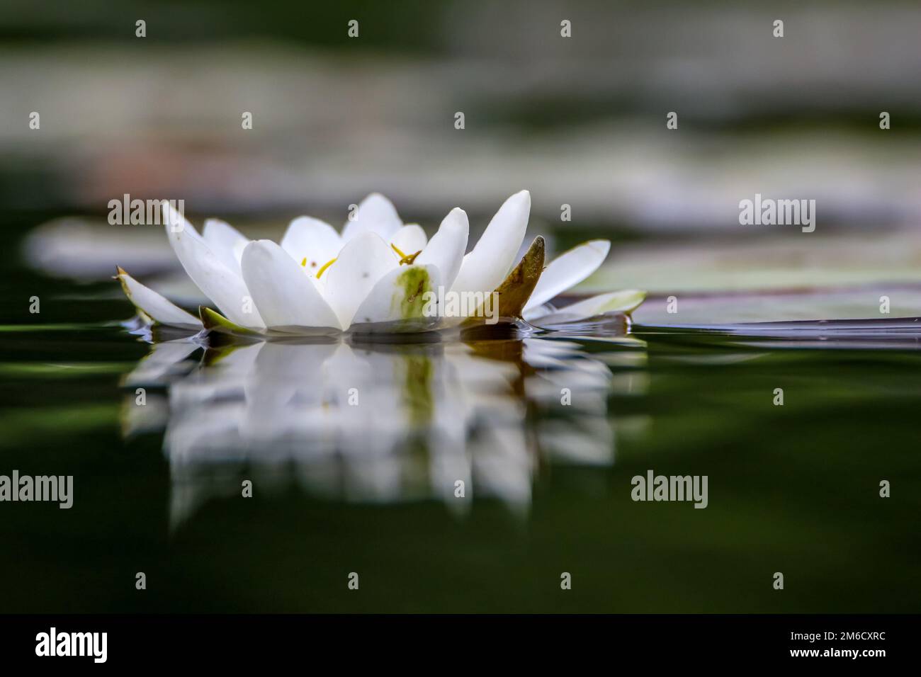 White water lily in water Stock Photo - Alamy