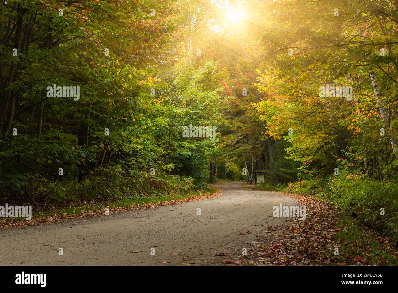 Country road through maple forest Stock Photo - Alamy