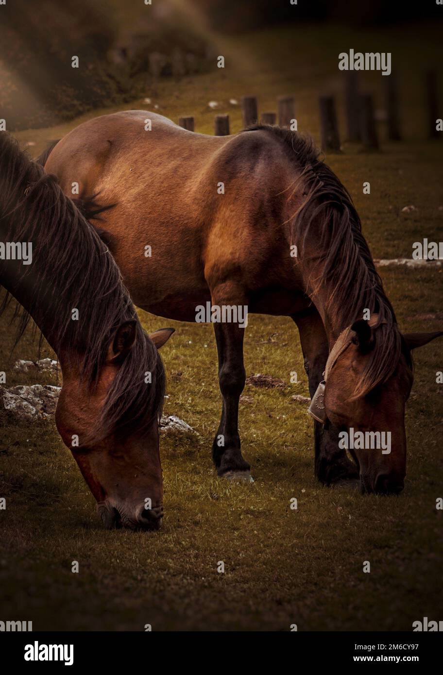 Brown horse portrait Stock Photo - Alamy