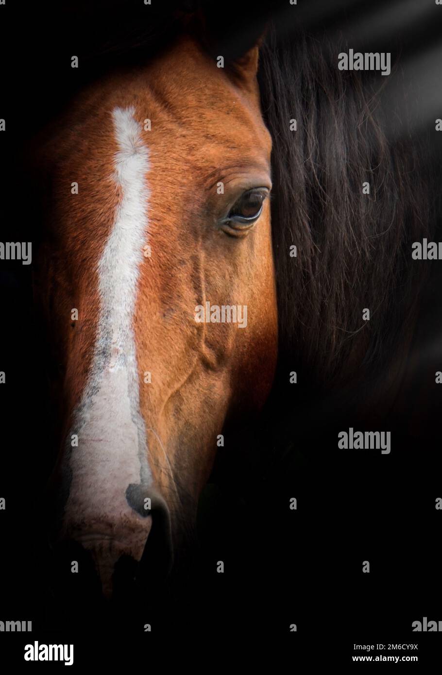 Serenity brown hi-res stock photography and images - Alamy