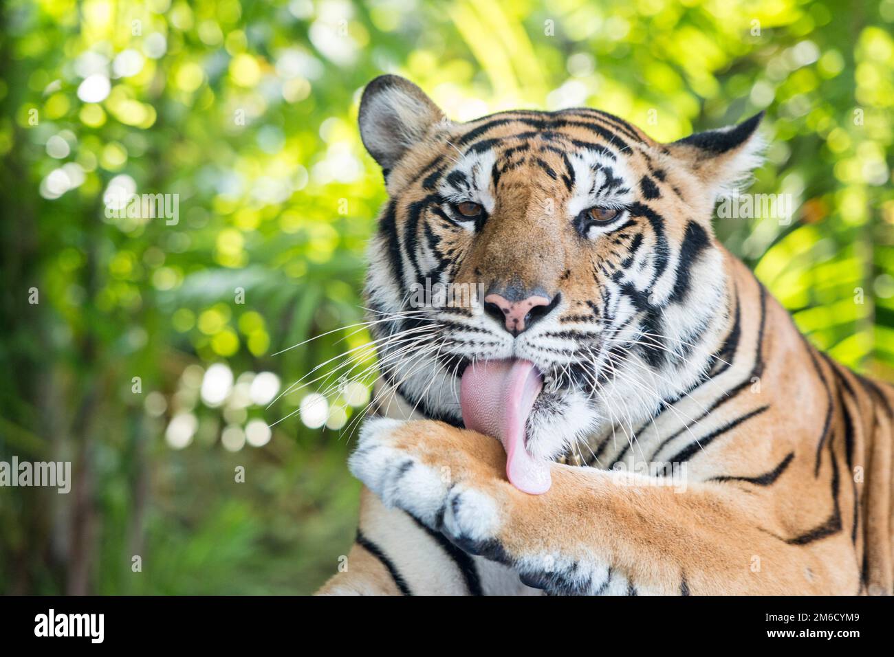 Tiger show hi-res stock photography and images - Alamy
