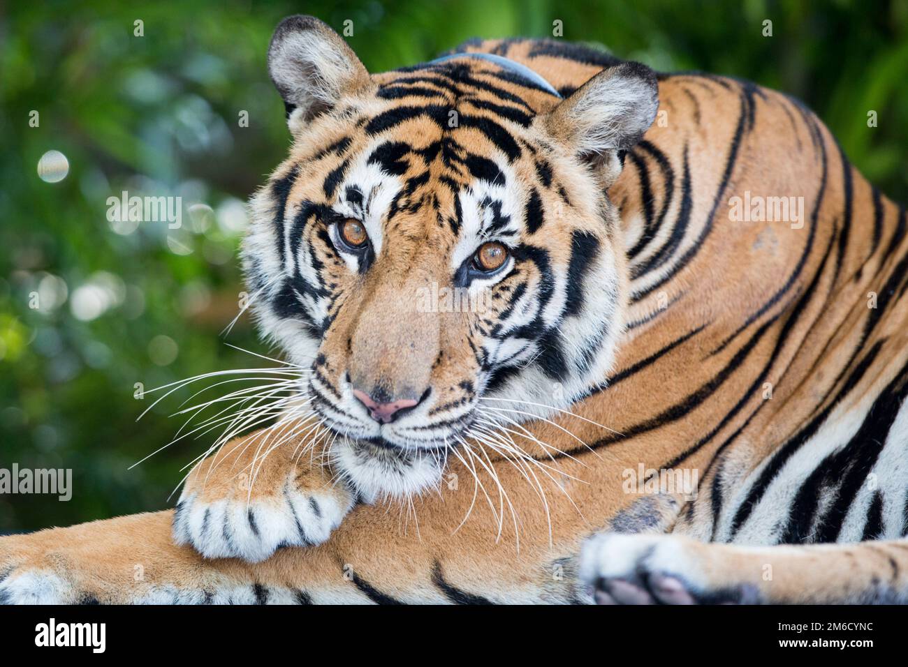 Tiger show hi-res stock photography and images - Alamy