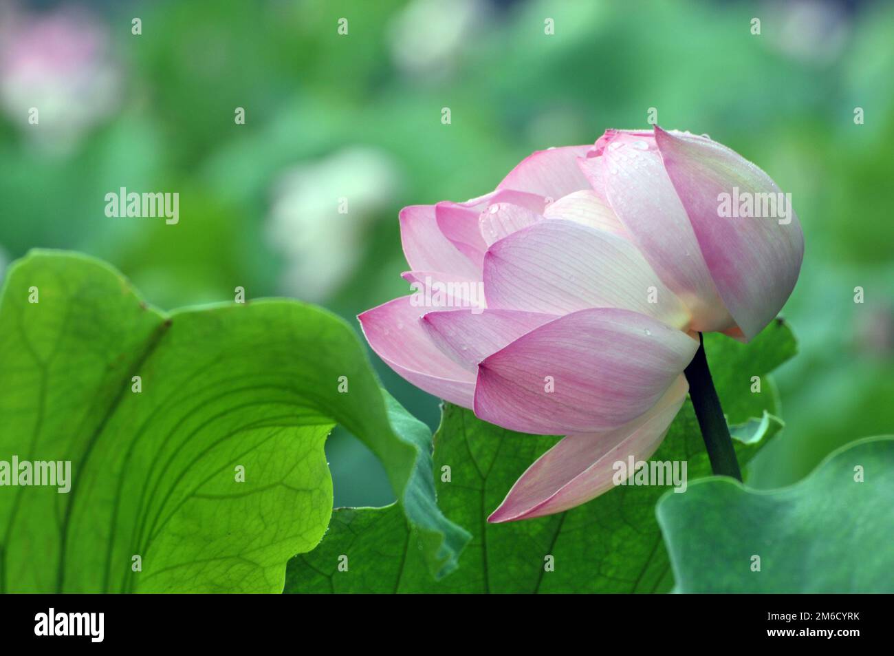 Blossoming lotus flowers Stock Photo - Alamy