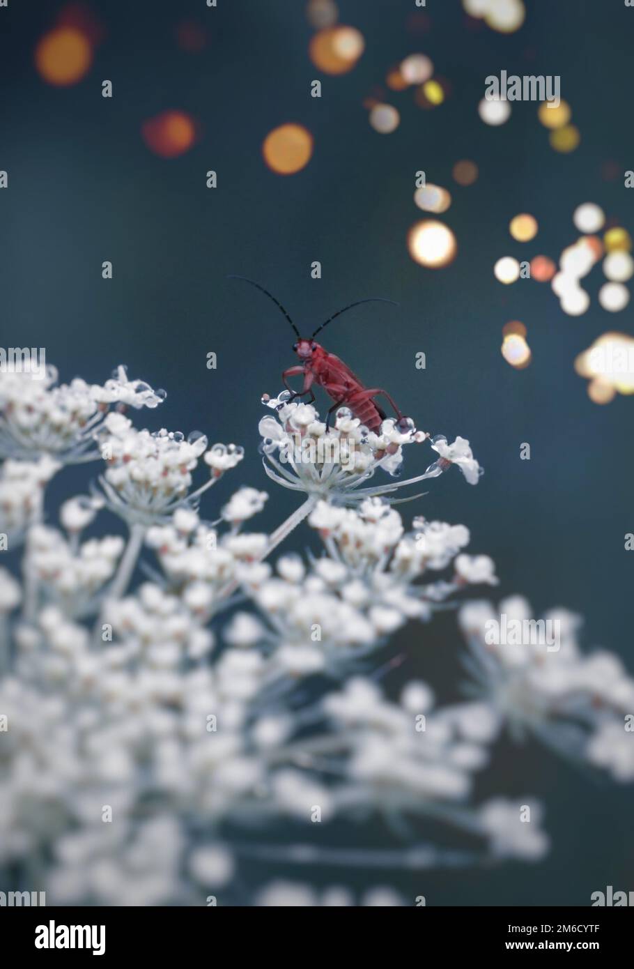 Elegant bug hi-res stock photography and images - Alamy