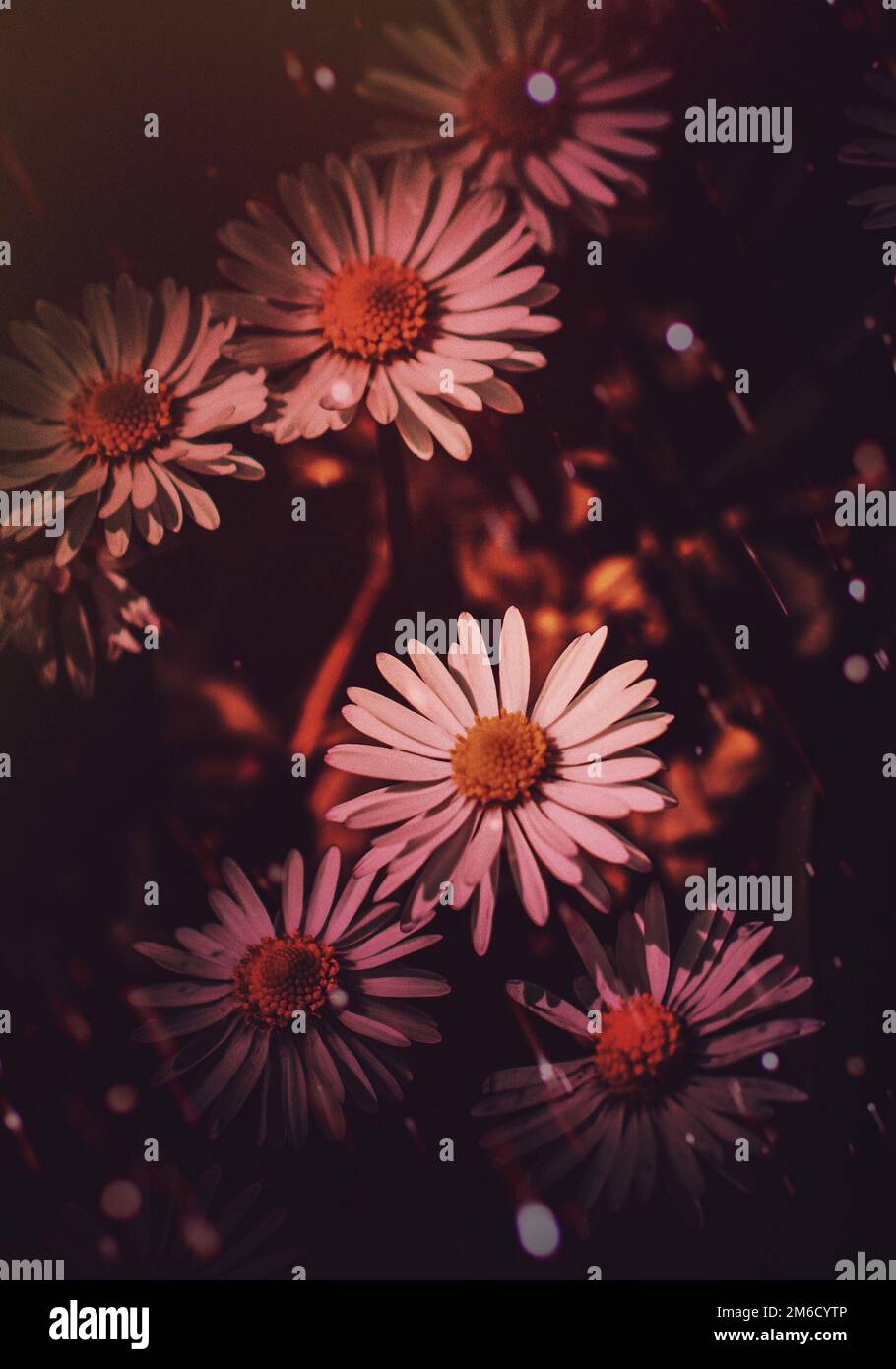 Daisy beauty hi-res stock photography and images - Alamy