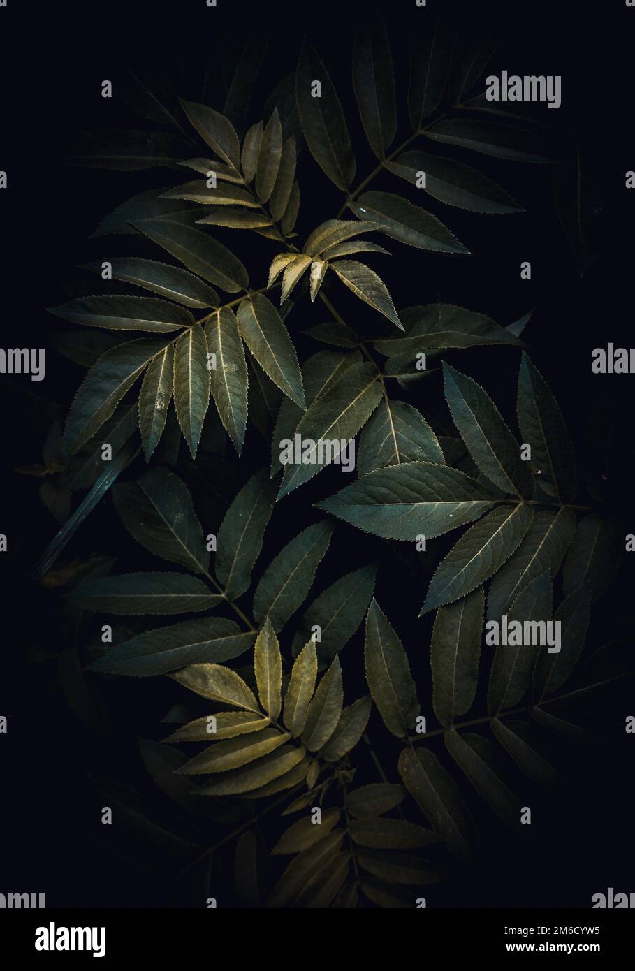 Plant with texture hi-res stock photography and images - Alamy