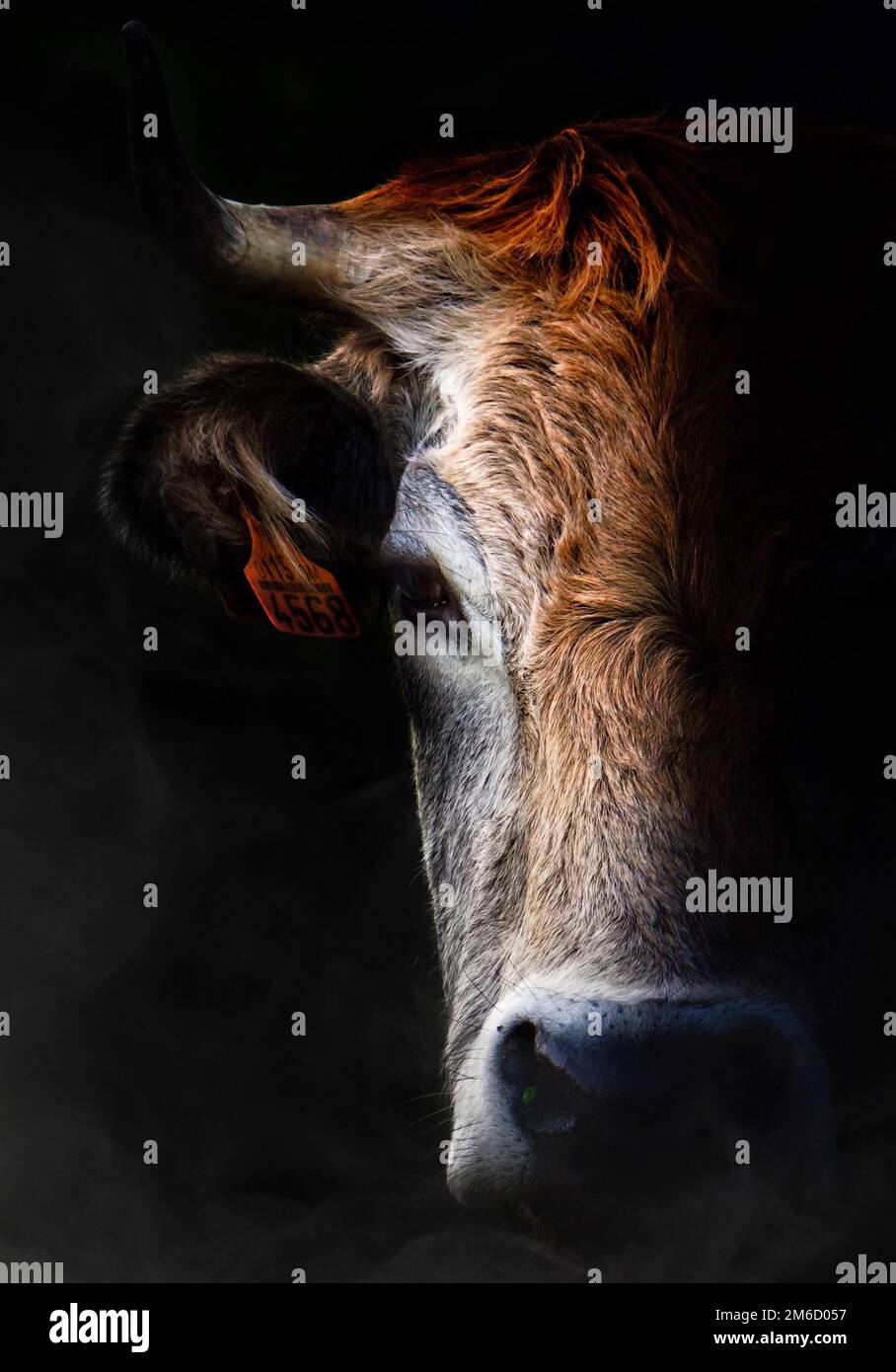 Brown cow portrait Stock Photo - Alamy