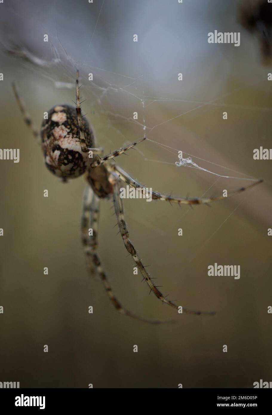 Spider in the nature Stock Photo - Alamy