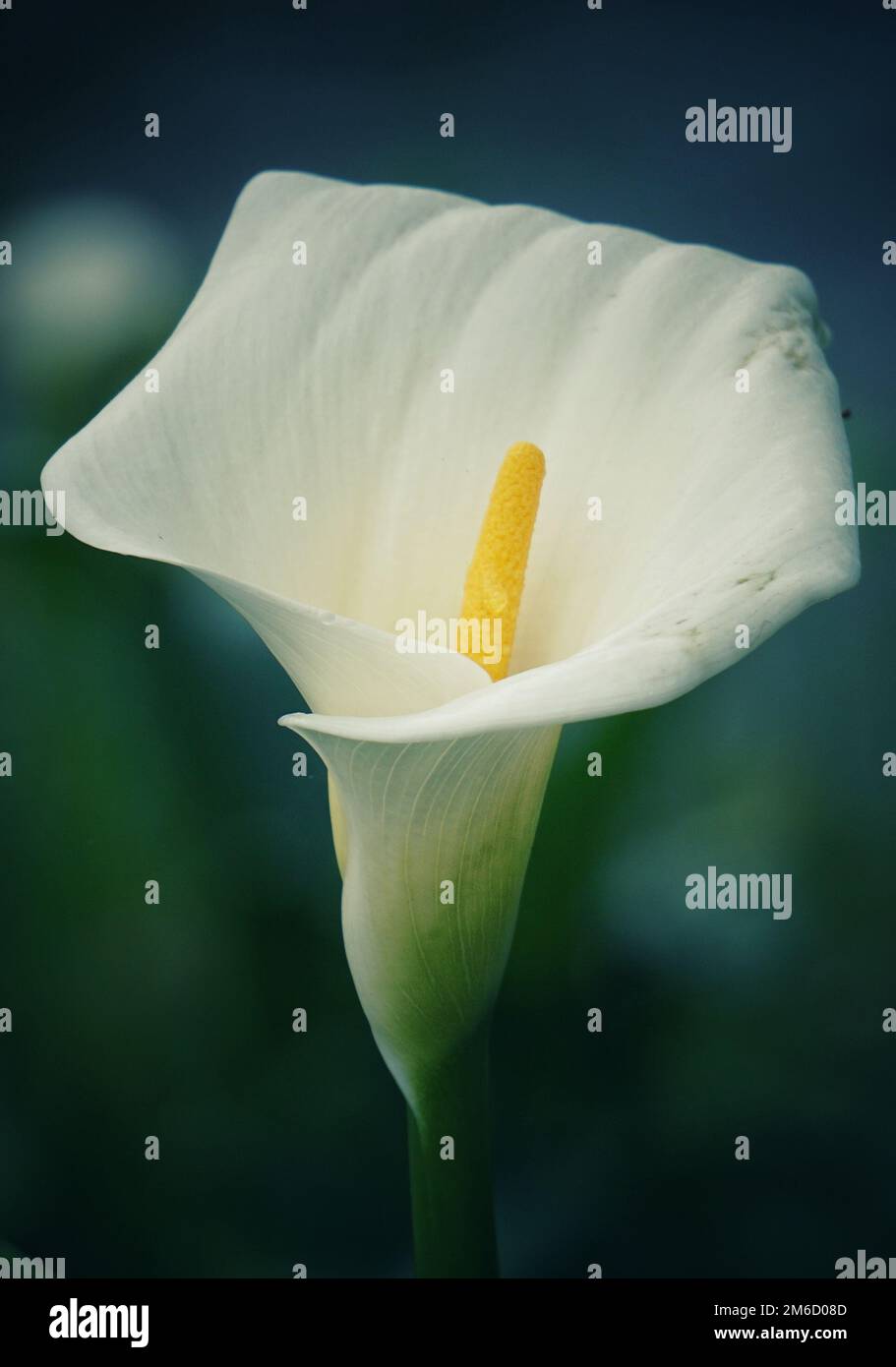 White calla flower plant Stock Photo - Alamy