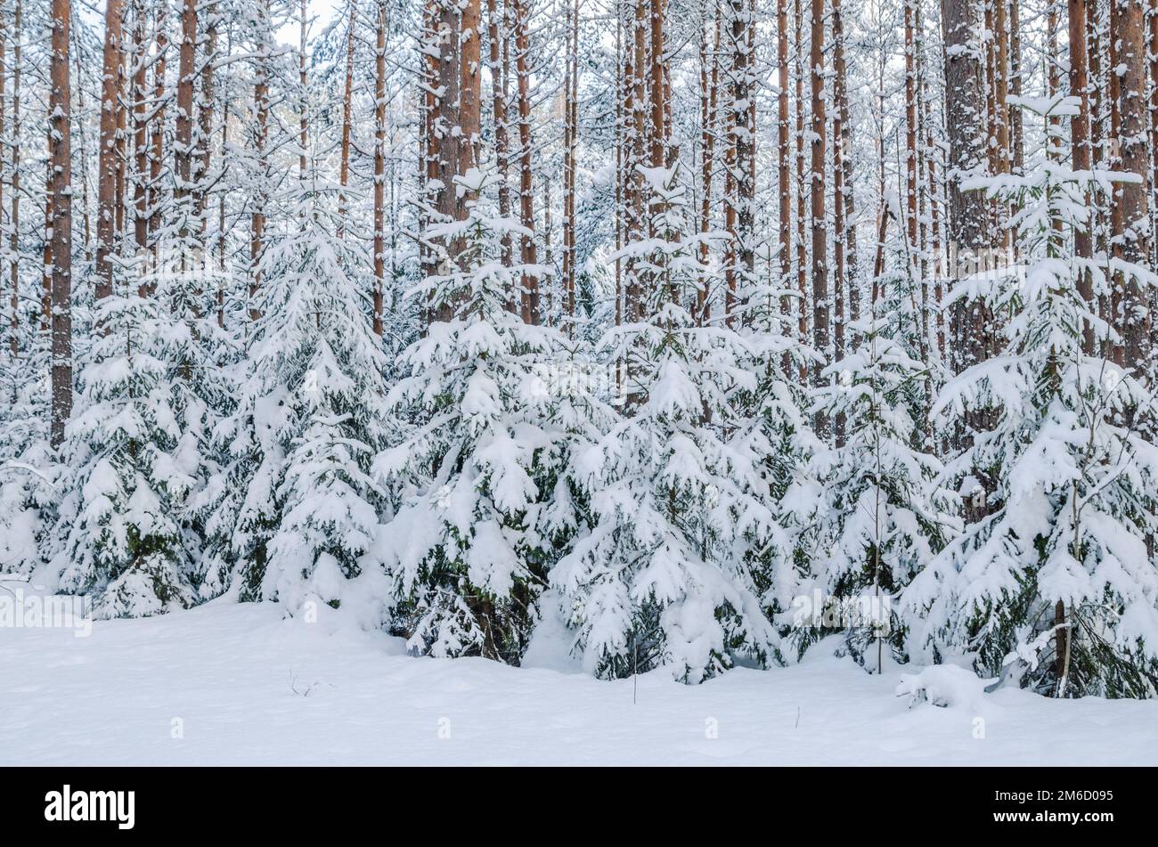 Landscape in forest after snowfall hi-res stock photography and images ...