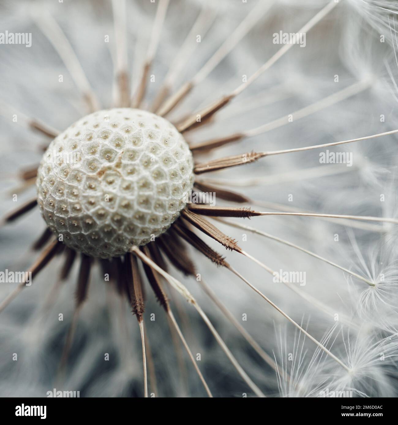 Dandelion texture hi-res stock photography and images - Alamy