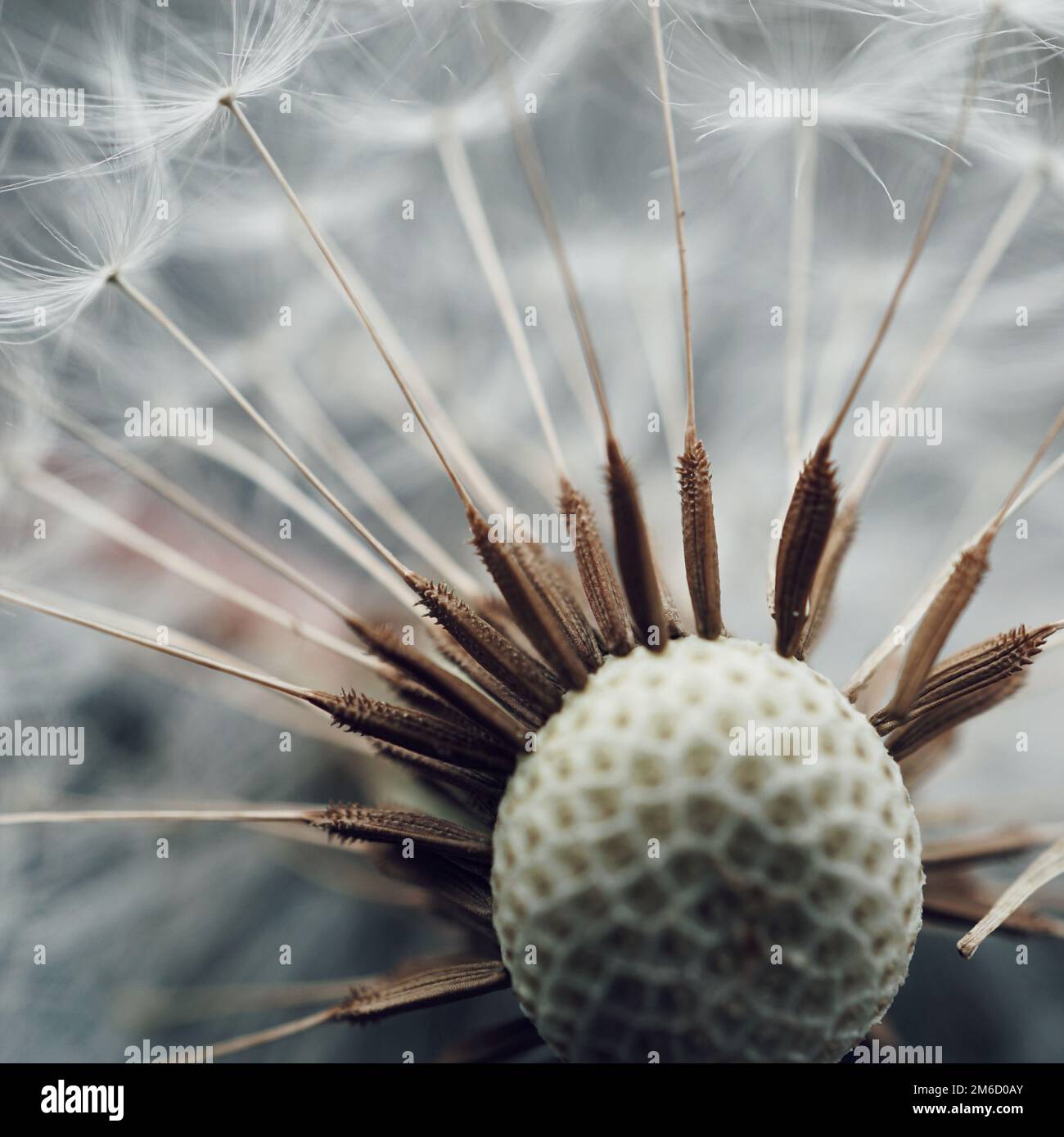 Dandelion texture hi-res stock photography and images - Alamy