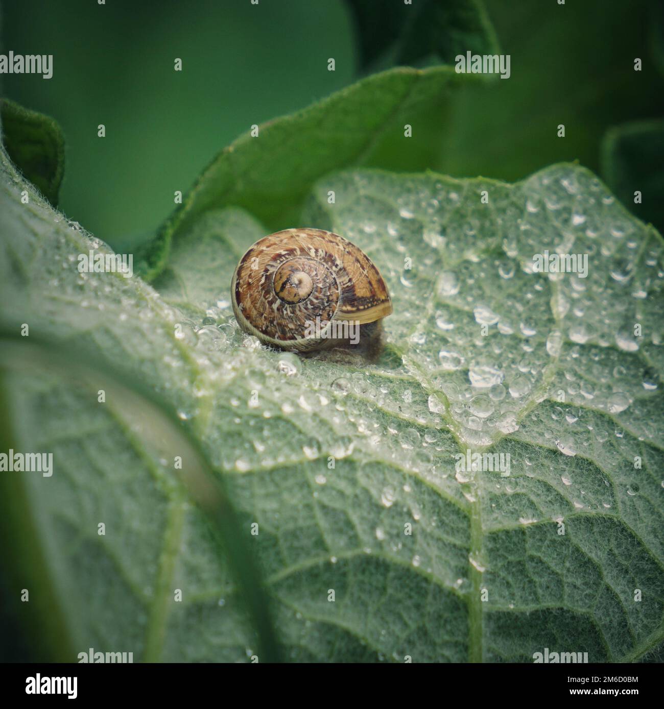 Plant snail hi-res stock photography and images - Alamy
