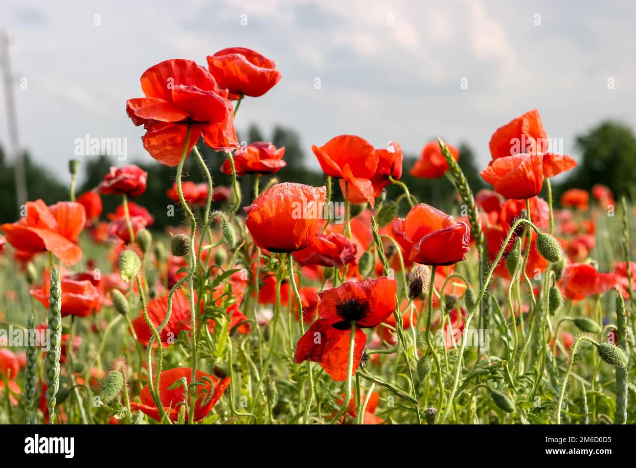Landscape of red poppy flowers on meadow Stock Photo - Alamy