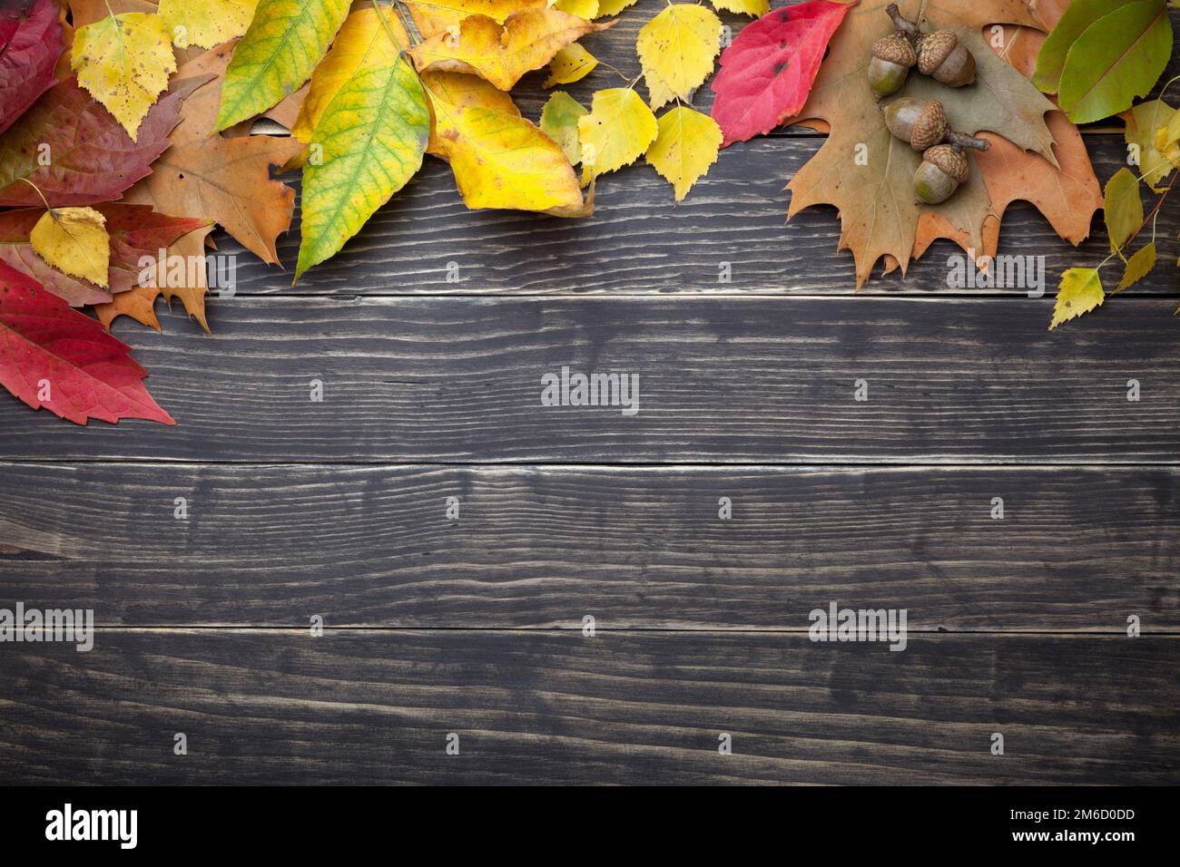 Autumn season background leaves acorns hi-res stock photography and ...