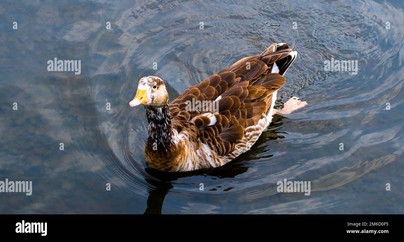 Brown and white aquatic bird with orange beak (Greylag Goose?) swimming ...