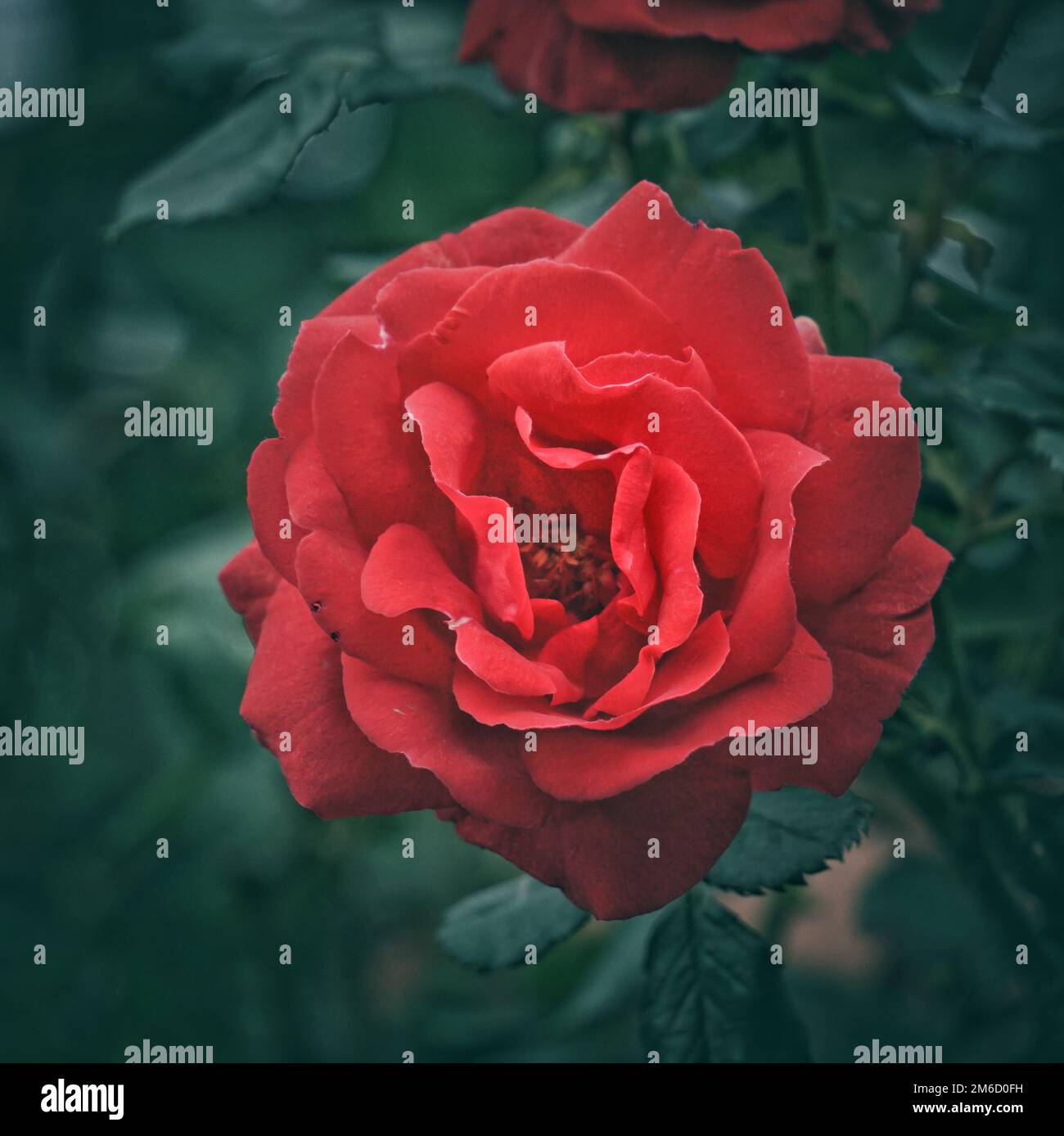 Flower rose plant hi-res stock photography and images - Alamy