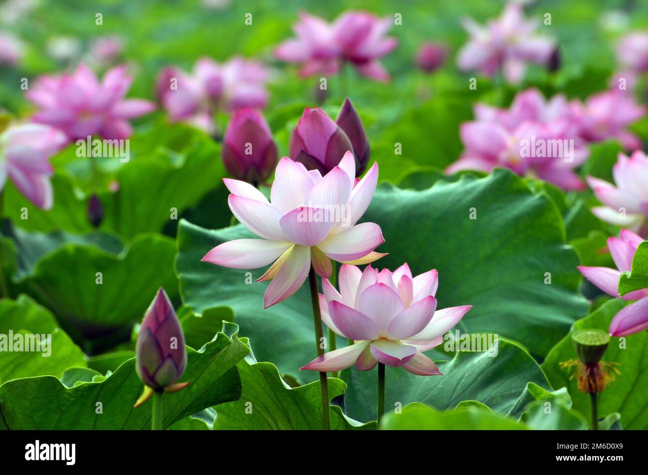 Blossoming lotus flowers Stock Photo - Alamy