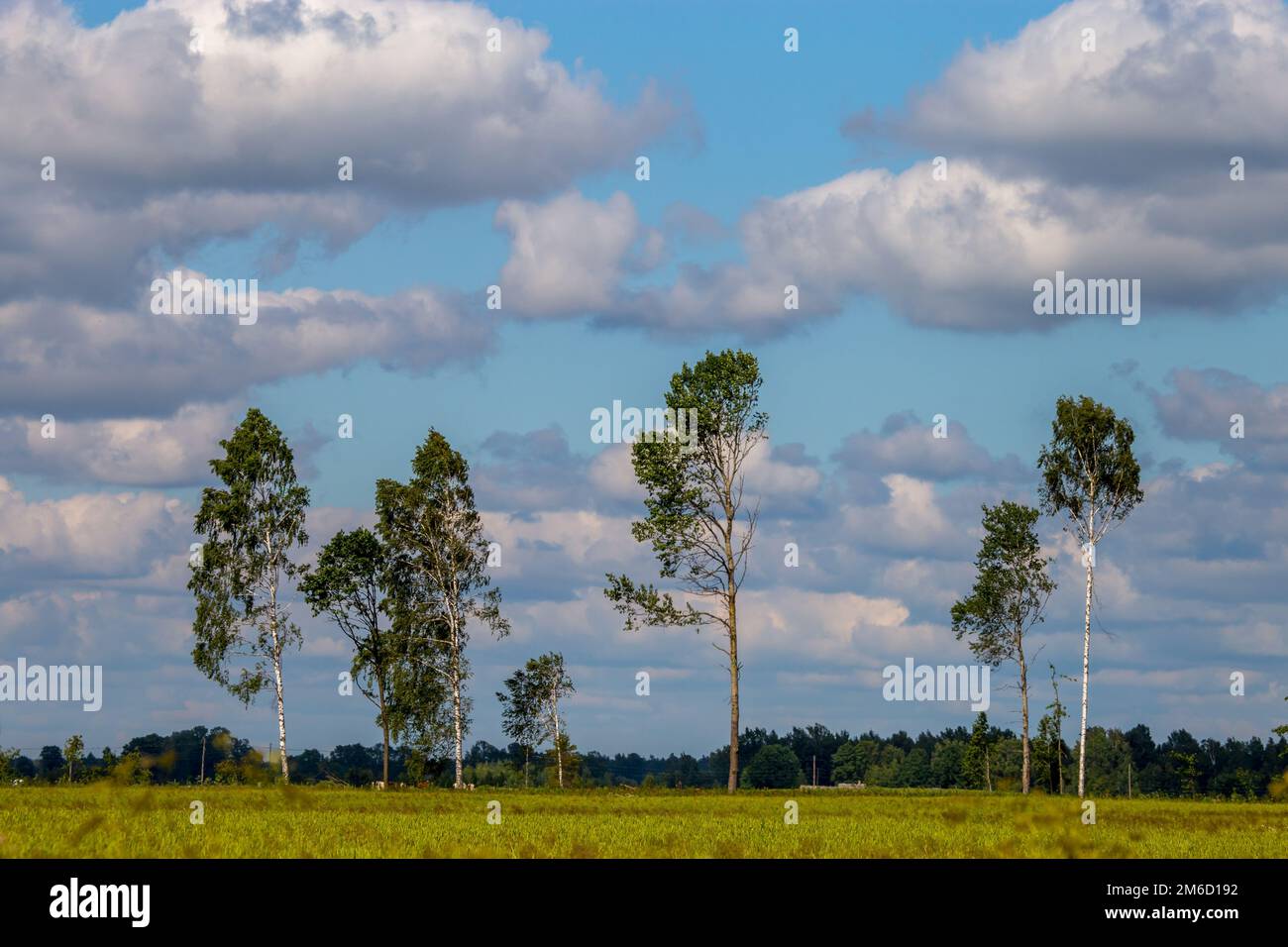 Panoramic trees clear sky day hi-res stock photography and images - Alamy
