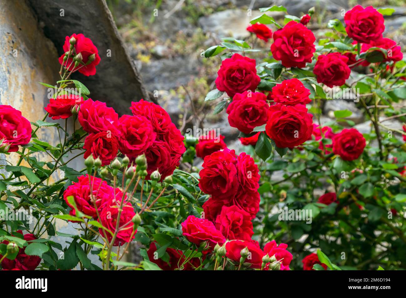 Red rosebush red roses hi-res stock photography and images - Alamy