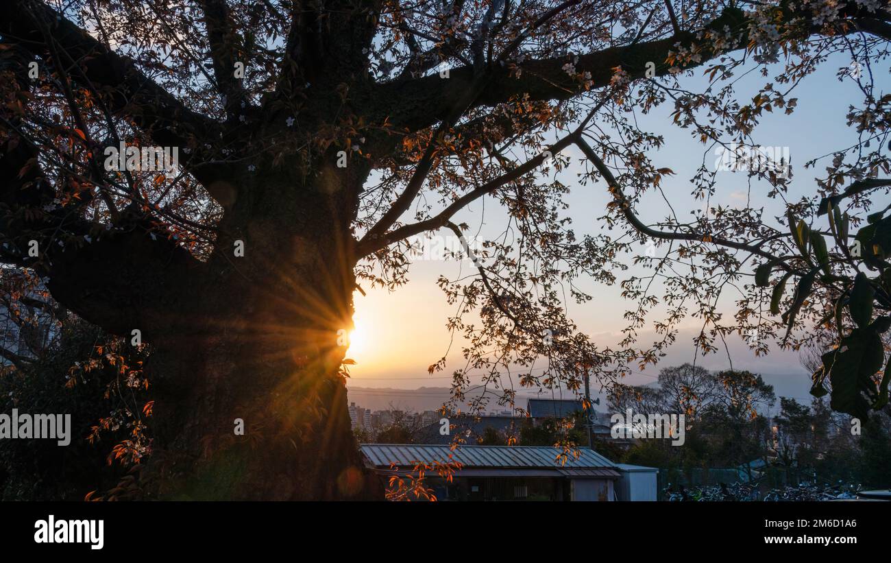 Sun starbursts shining through a huge flowering cherry blossom tree at ...