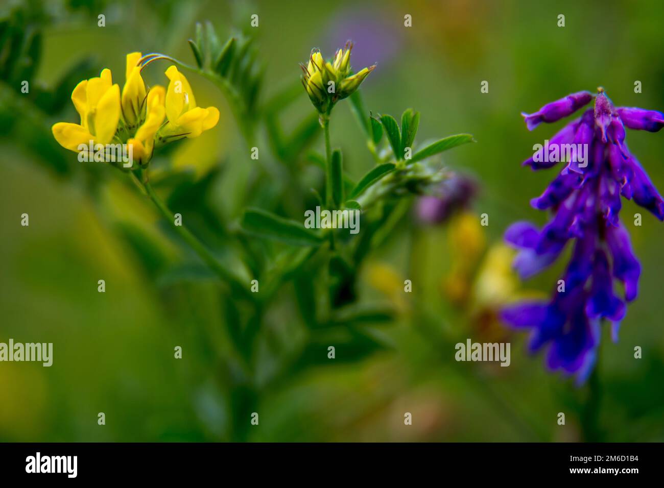 Wild colorful flowers on green grass background Stock Photo - Alamy